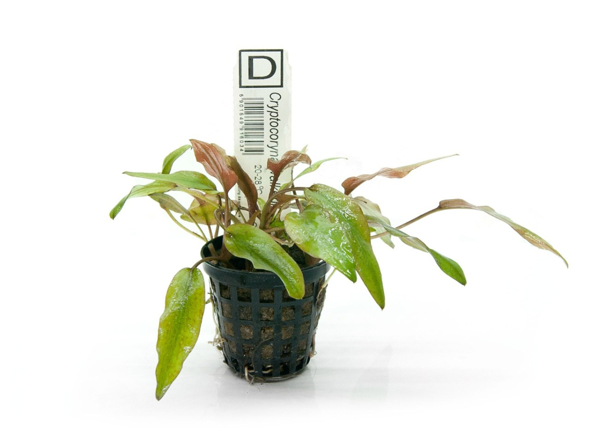 Cryptocoryne Walkeri (Zwartka) koszyk Sklep Akwarystyczny.EU